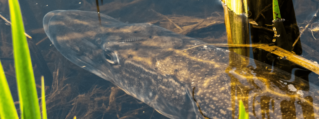 Er du klar til at fange din næste store gedde? Få de bedste tips og ...